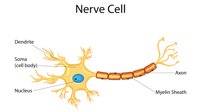 Let’s talk about myelin - MS International Federation